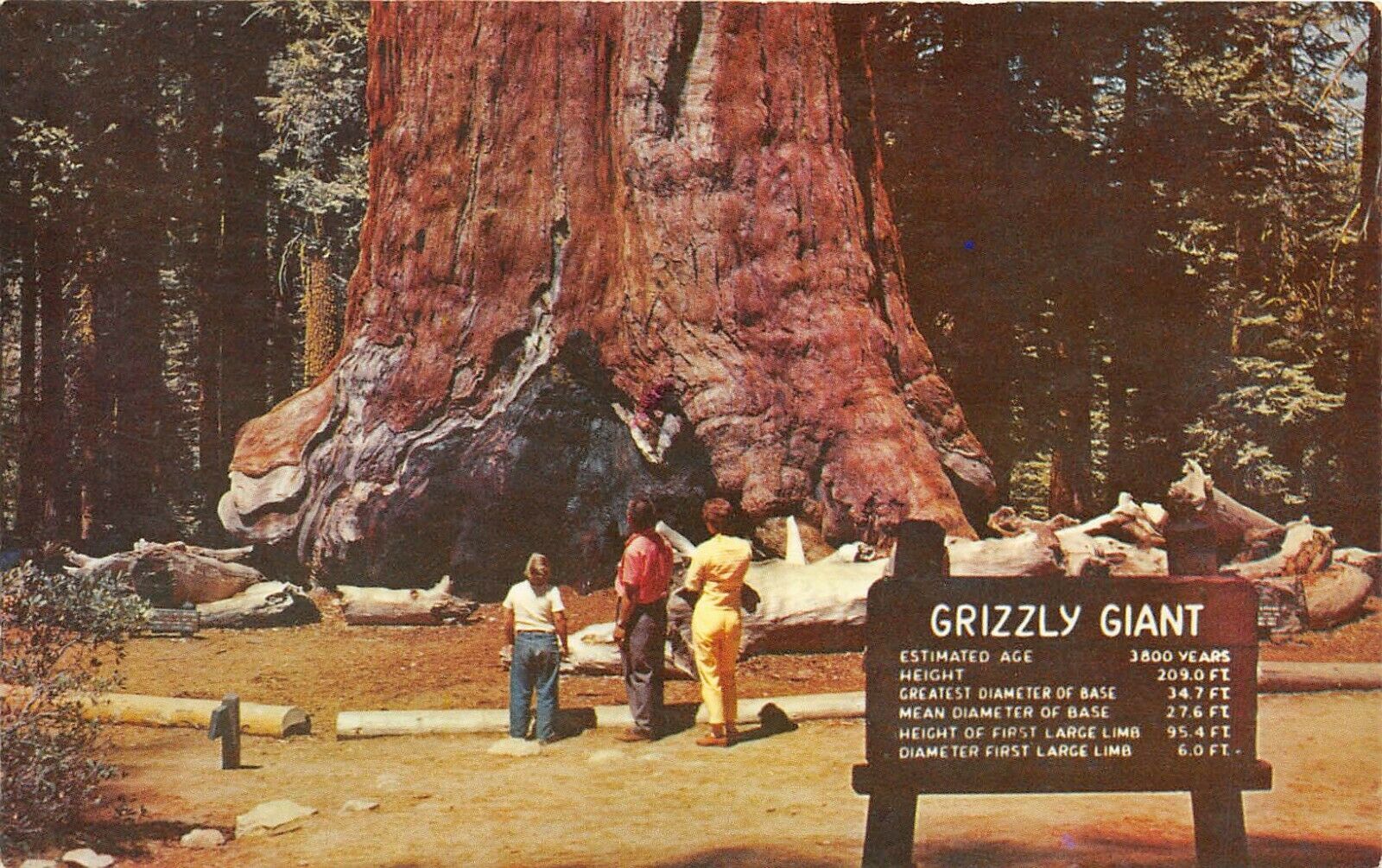 Yosemite National Park 1950s Postcard Grizzly Giant Oldest Tree ...