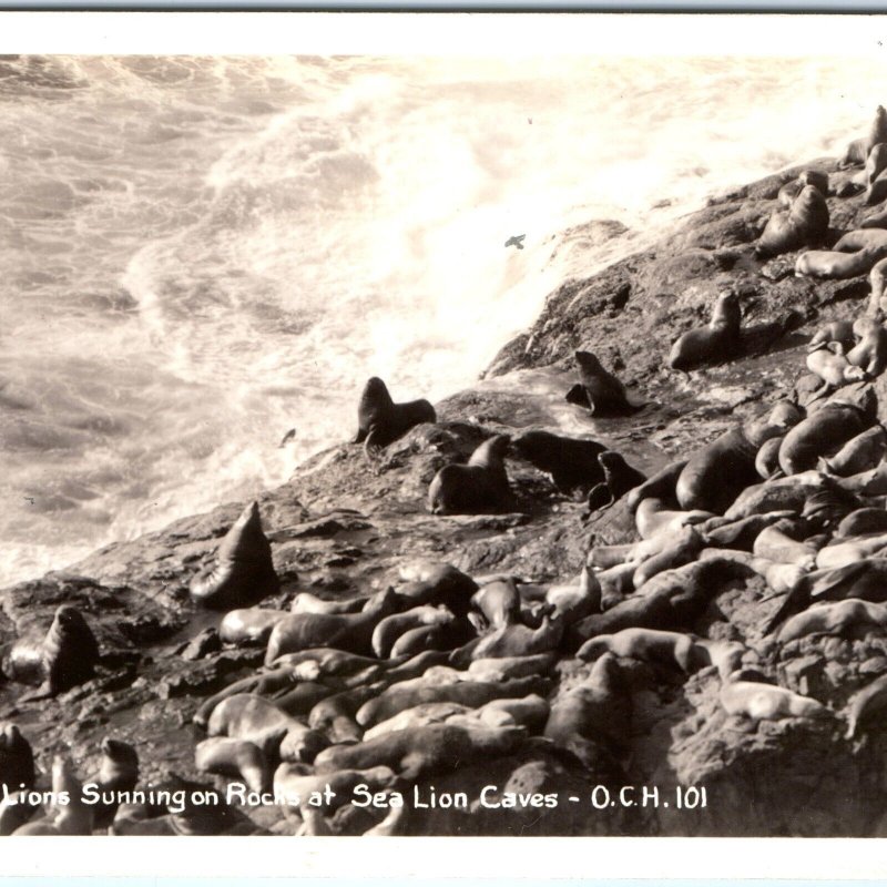 c1930s Oregon Coast Highway RPPC Sea Lions Caves Sunning Rock Photo ...