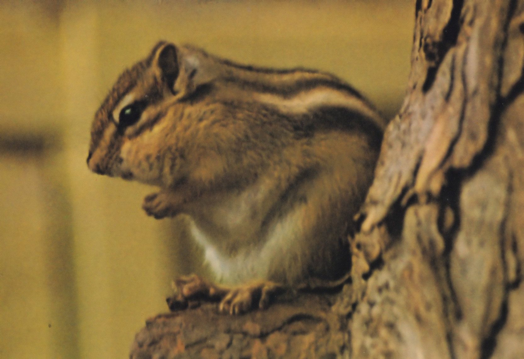 Red Chipmunk at Marwell Winchester Zoo Endangered Species Postcard ...