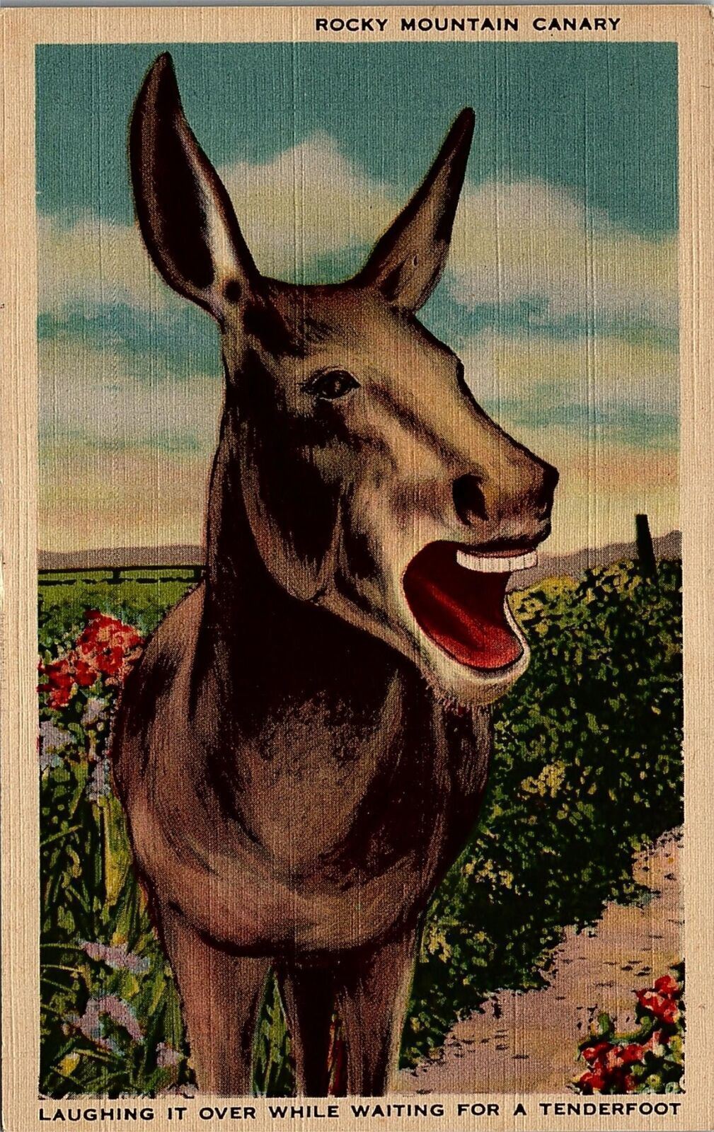 1940s the Burro the Rocky Mountain Canary Laughing Linen Postcard 36-31 ...