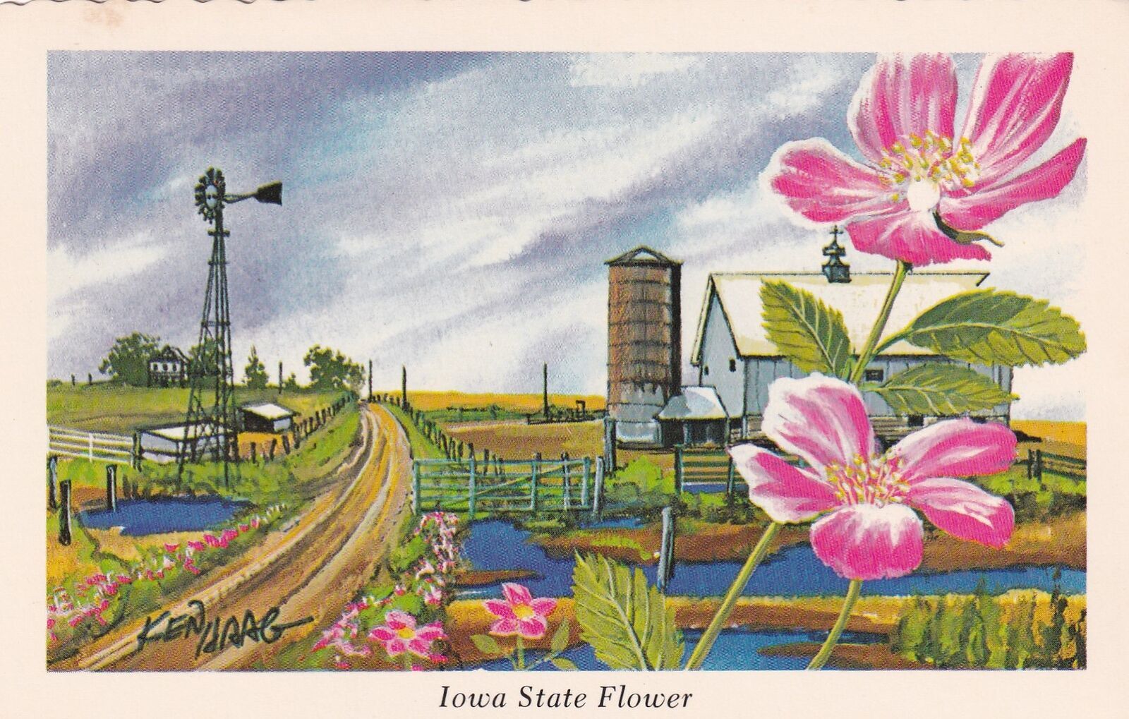 Ken Haag Iowa State Flower The Wild Rose 1973 Postcard C34 | United ...