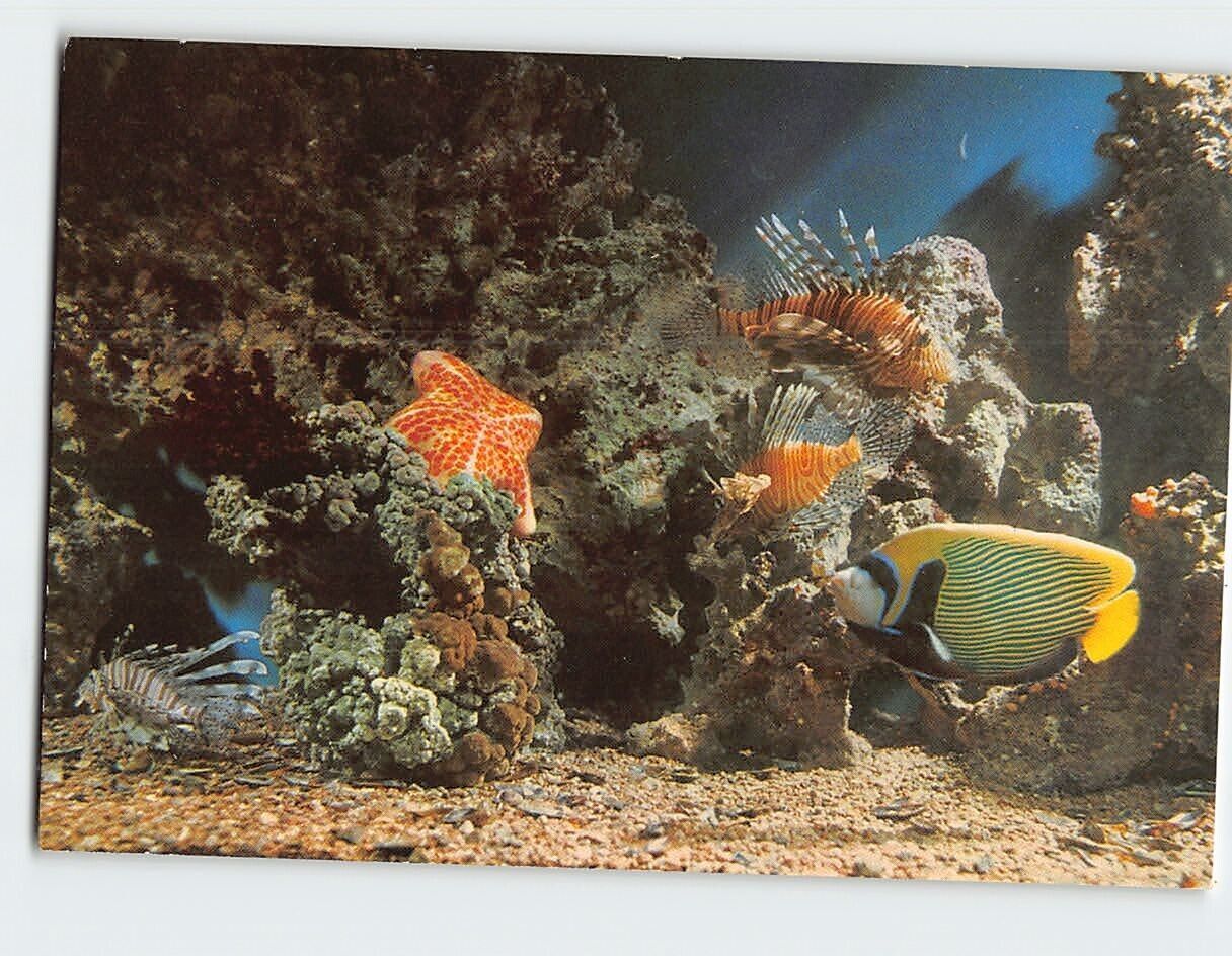 Postcard Coral world underwater observatory and aquarium, Eilat, Israel ...