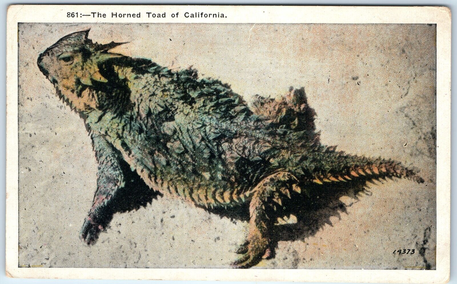c1920s Pub. Los Angeles, CA Horned Toad of Cali. PC Cute Reptile Lizard ...