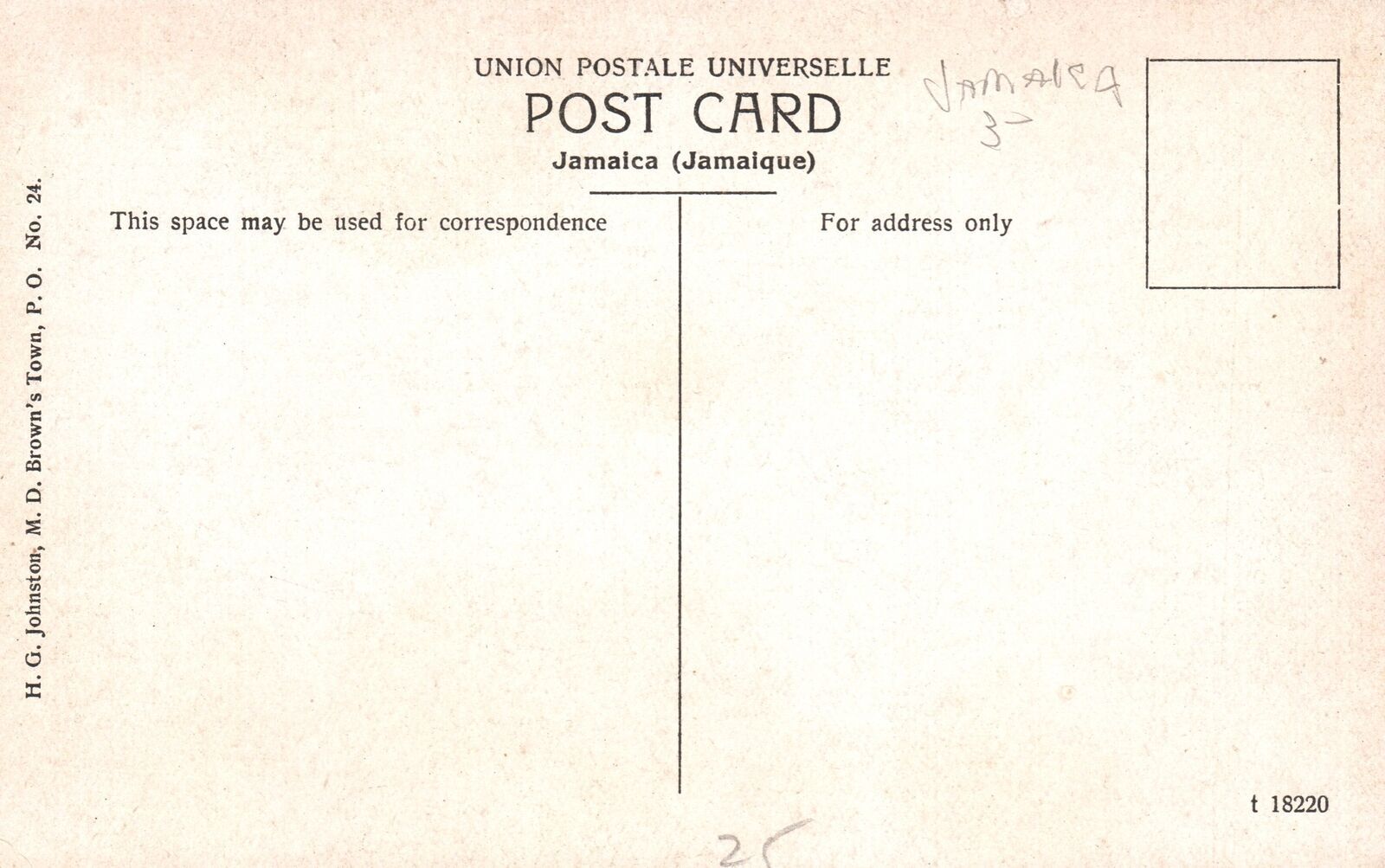 Vintage Postcard Tree Ferns Green Plants Tall Trunks Triangular Leaves ...