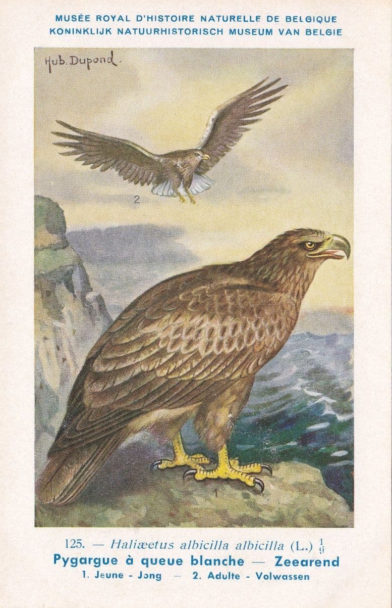 White Tailed Eagle Haliaeetus Albicilla WW2 Rare Bird Postcard | Topics ...
