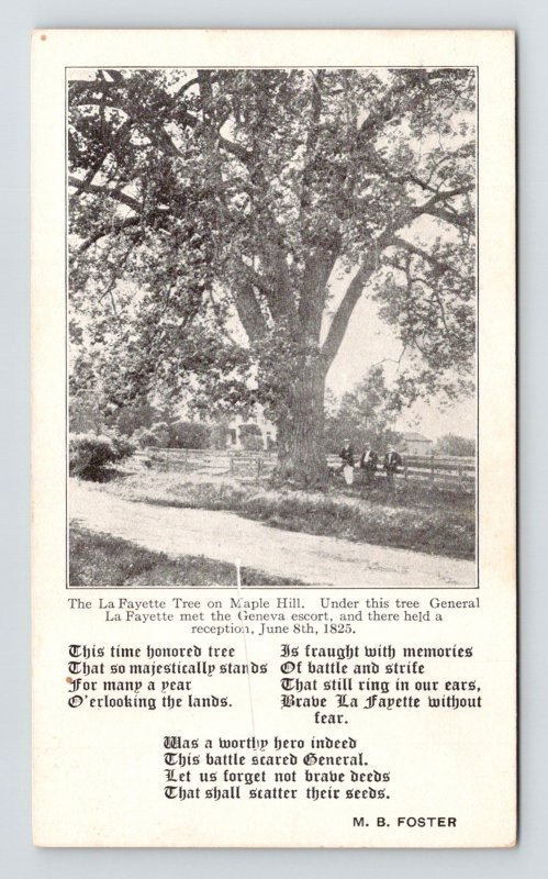 Lafayette Tree Maple Hill General Poem Historical Black White Vintage ...