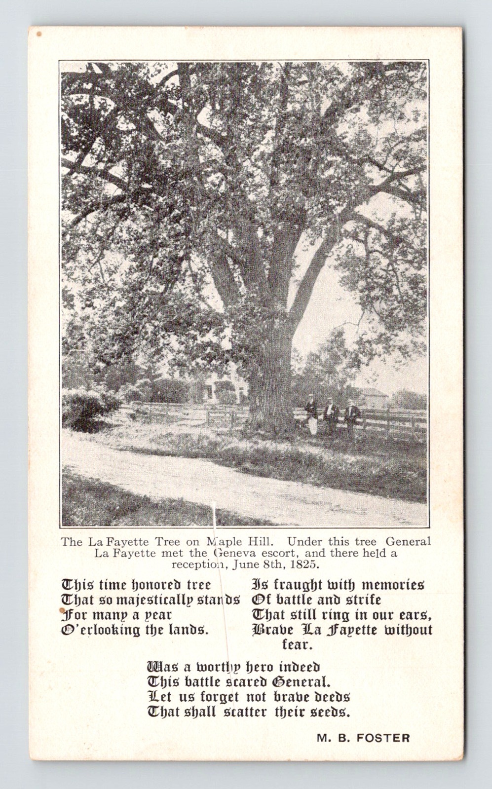 Lafayette Tree Maple Hill General Poem Historical Black White Vintage ...