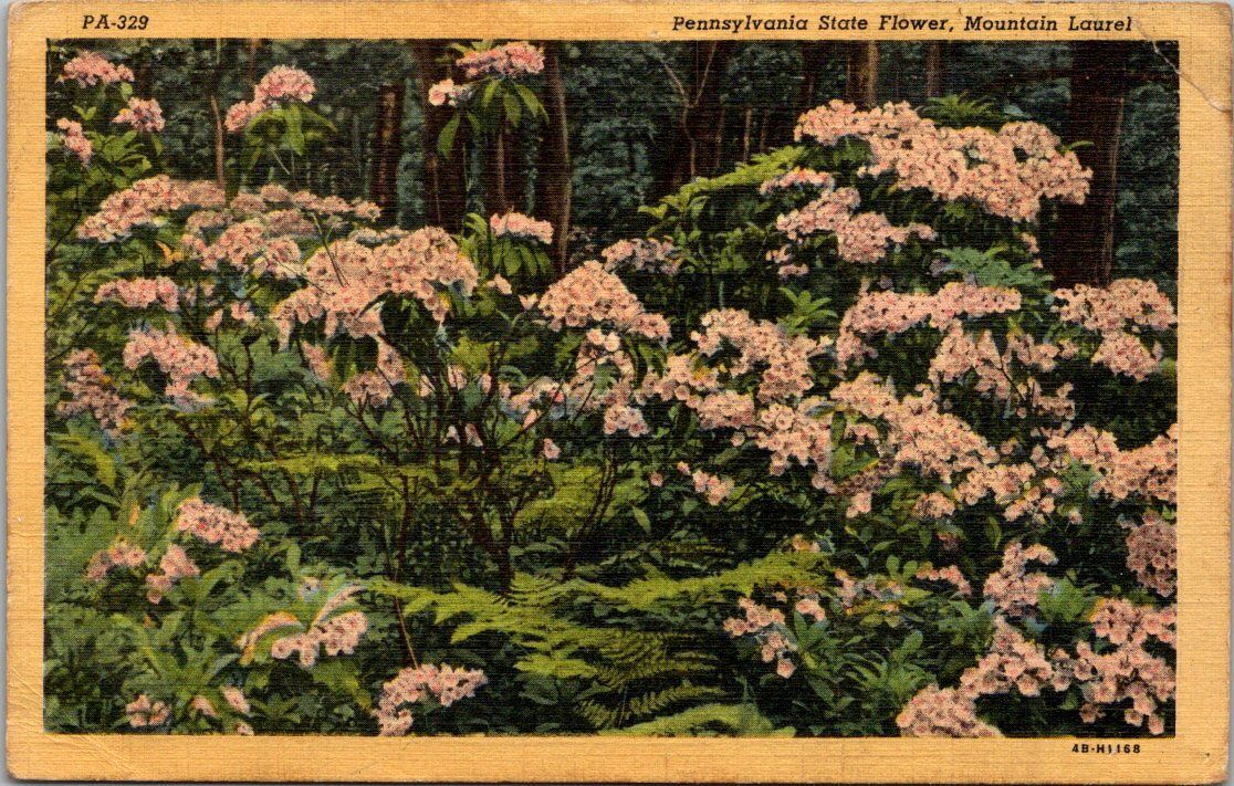 Pennsylvania State Flower The Mountain Laurel Curteich | United States ...