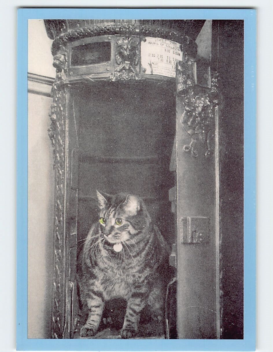 Postcard Postal Cats ('Tibs', Post Office Headquarters), London ...