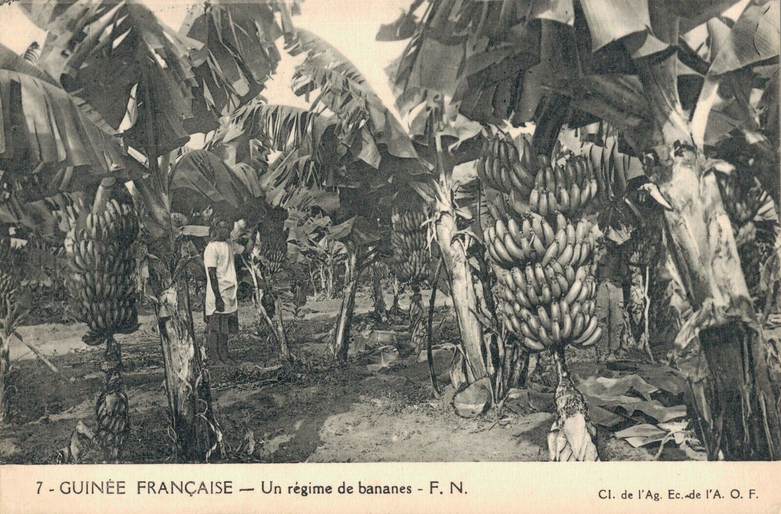 French Guinea Guinee Conakry Un regime de bananes 06.84 | Europe ...