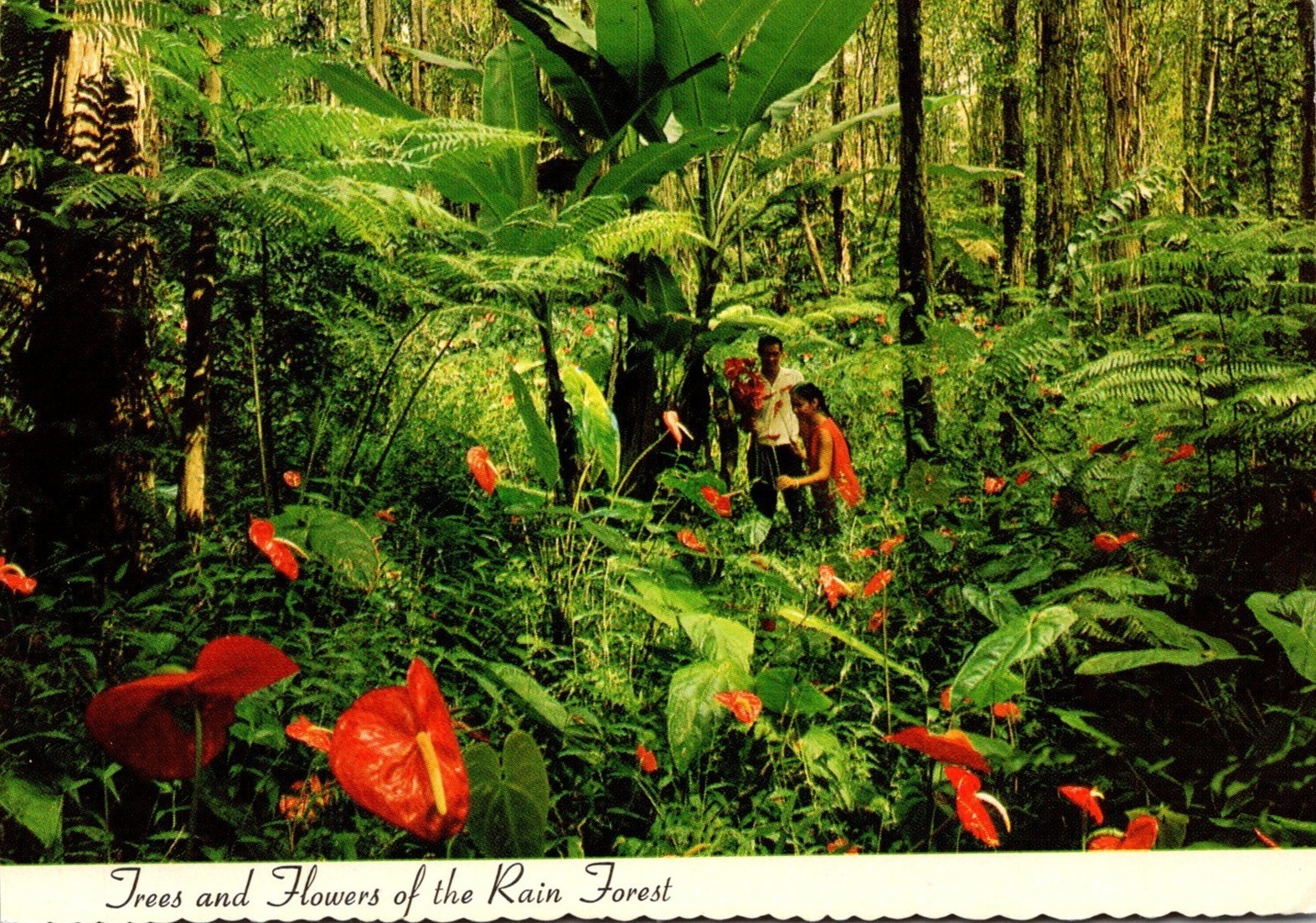 Hawaii Rain Forest Red Anthurium Giant Tree Ferns and Wild Banana Trees ...