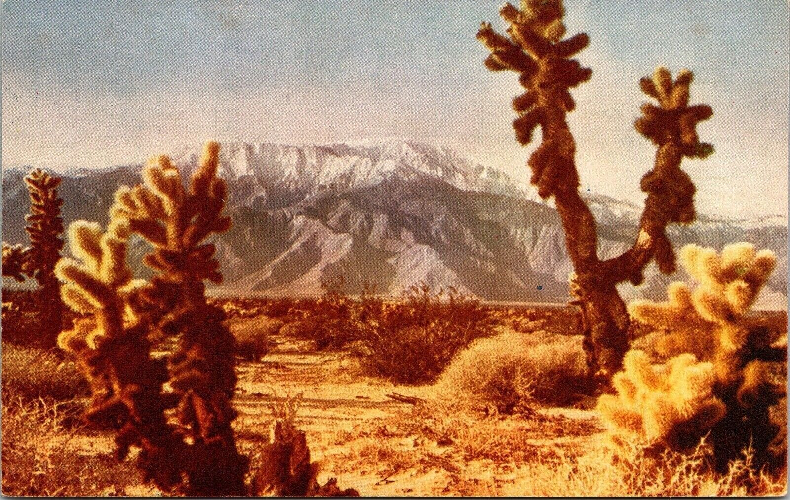 Desert Cactus Devils Garden Cactus Mike Roberts Wesco Color Card ...