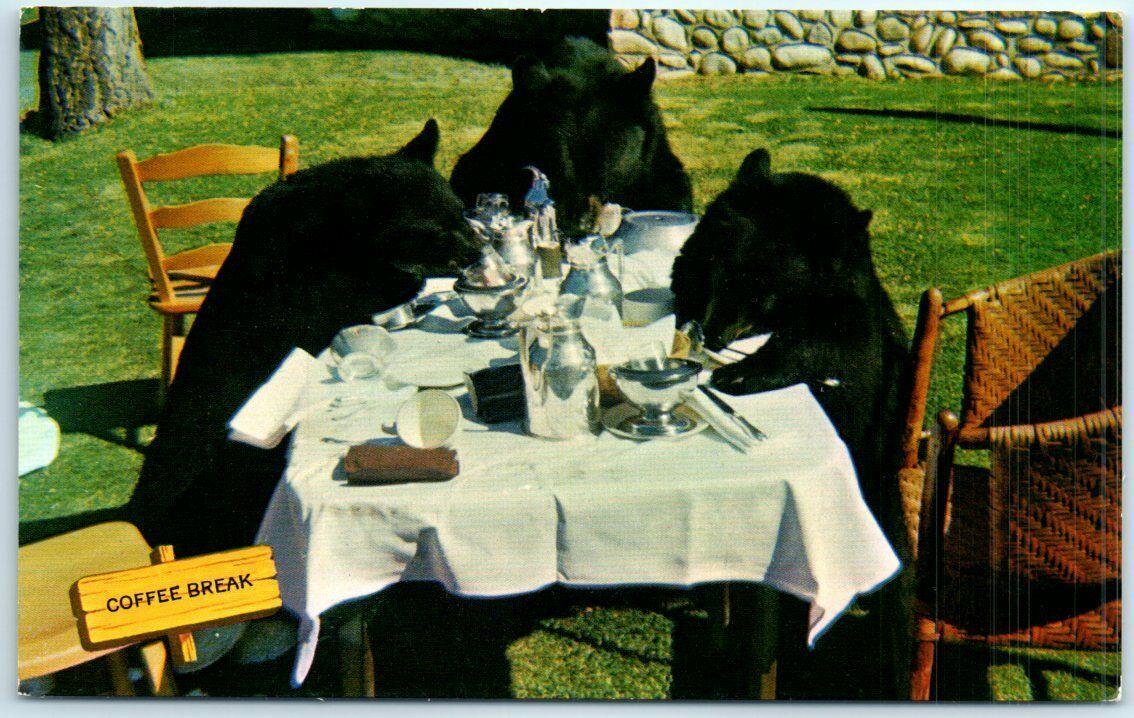 Postcard - Three Black Bears Eating in a Single Table in Canadian ...