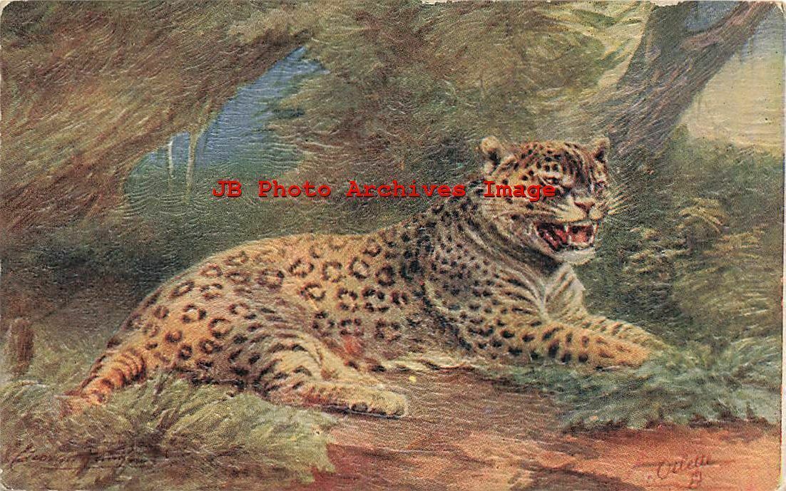 George Rankin, Tuck No 3210, Wild Animals, Jaguar, Oilfacsim, Oil ...