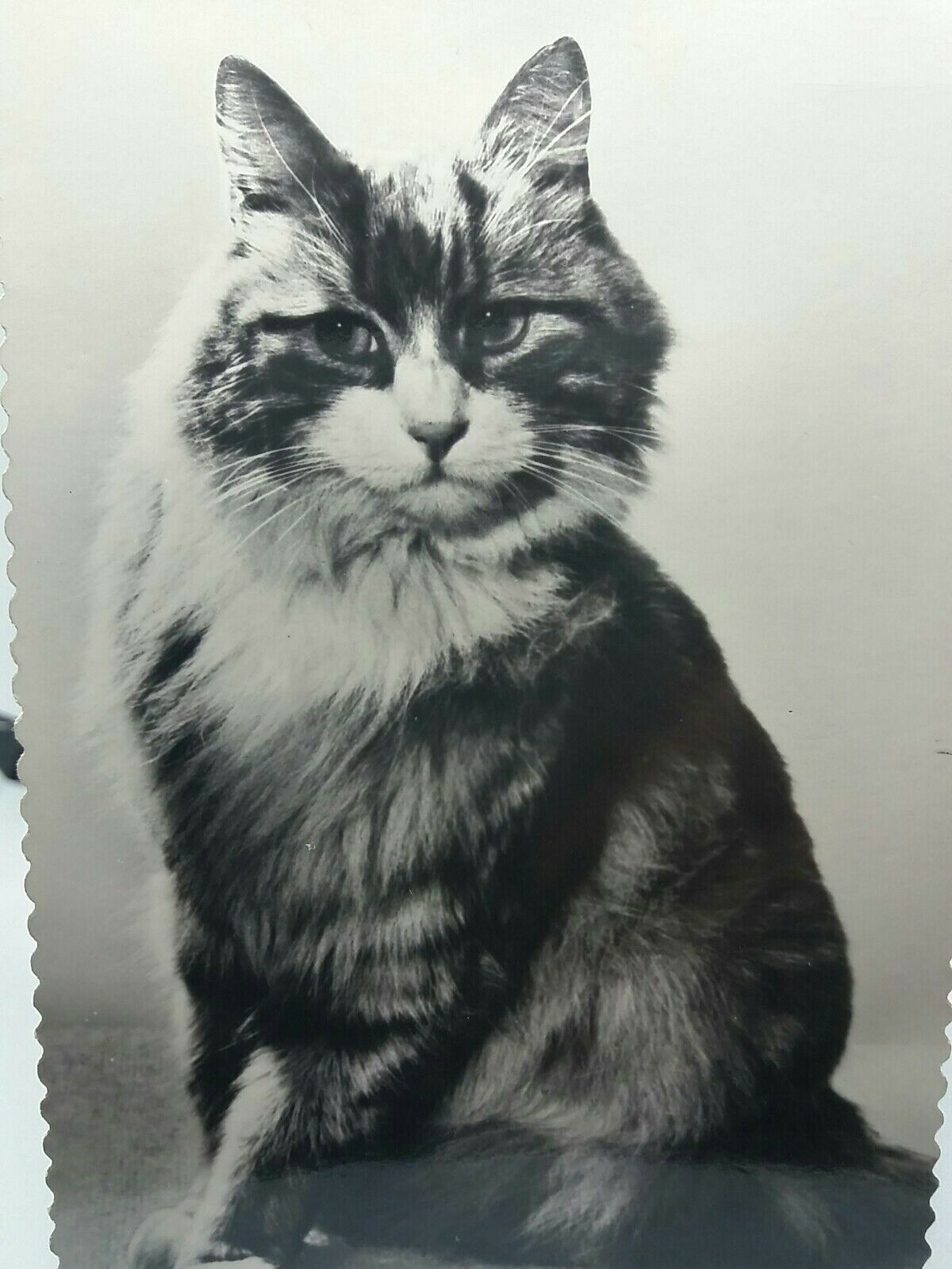 Vintage Real Photo Postcard Pussy Cat Kitten Miss Prim 1950s | Other ...