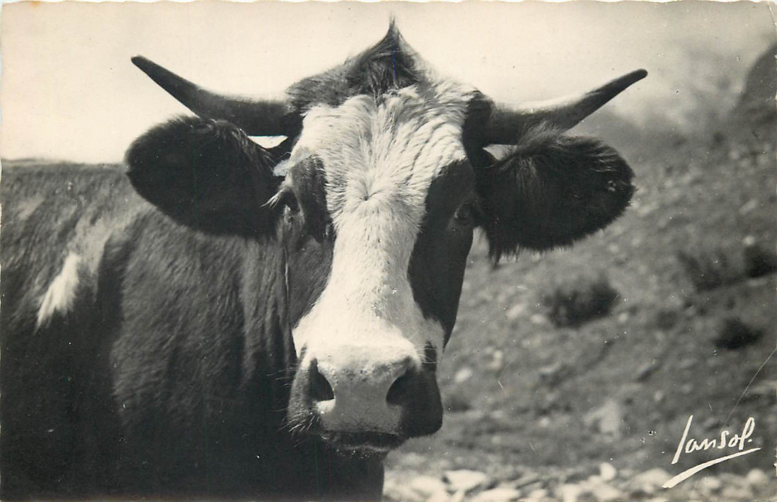 Alpine cows cow cowherd semi-modern photo postcards | Topics - Animals ...