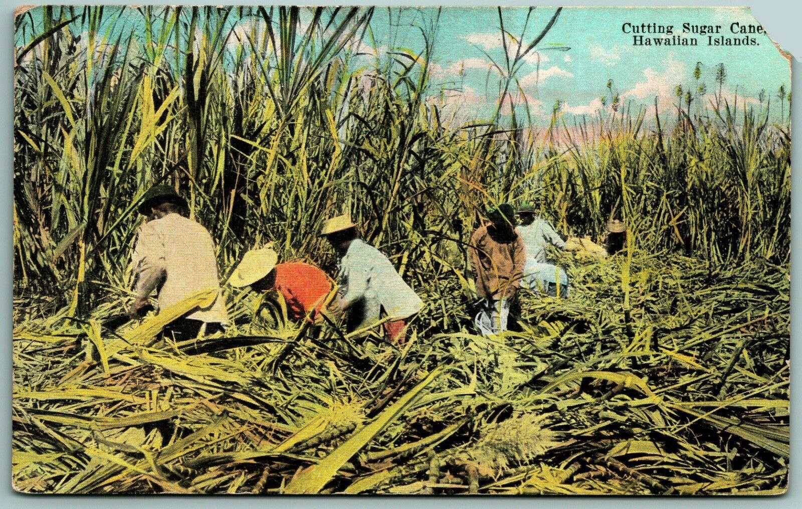 Cutting Sugar Cane Hawaiian Islands TH Hawaii Island Curio UNP DB ...