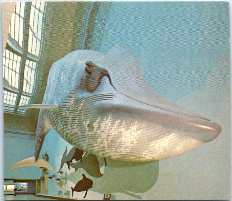 92-foot model of blue whale, National Museum of Natural History ...