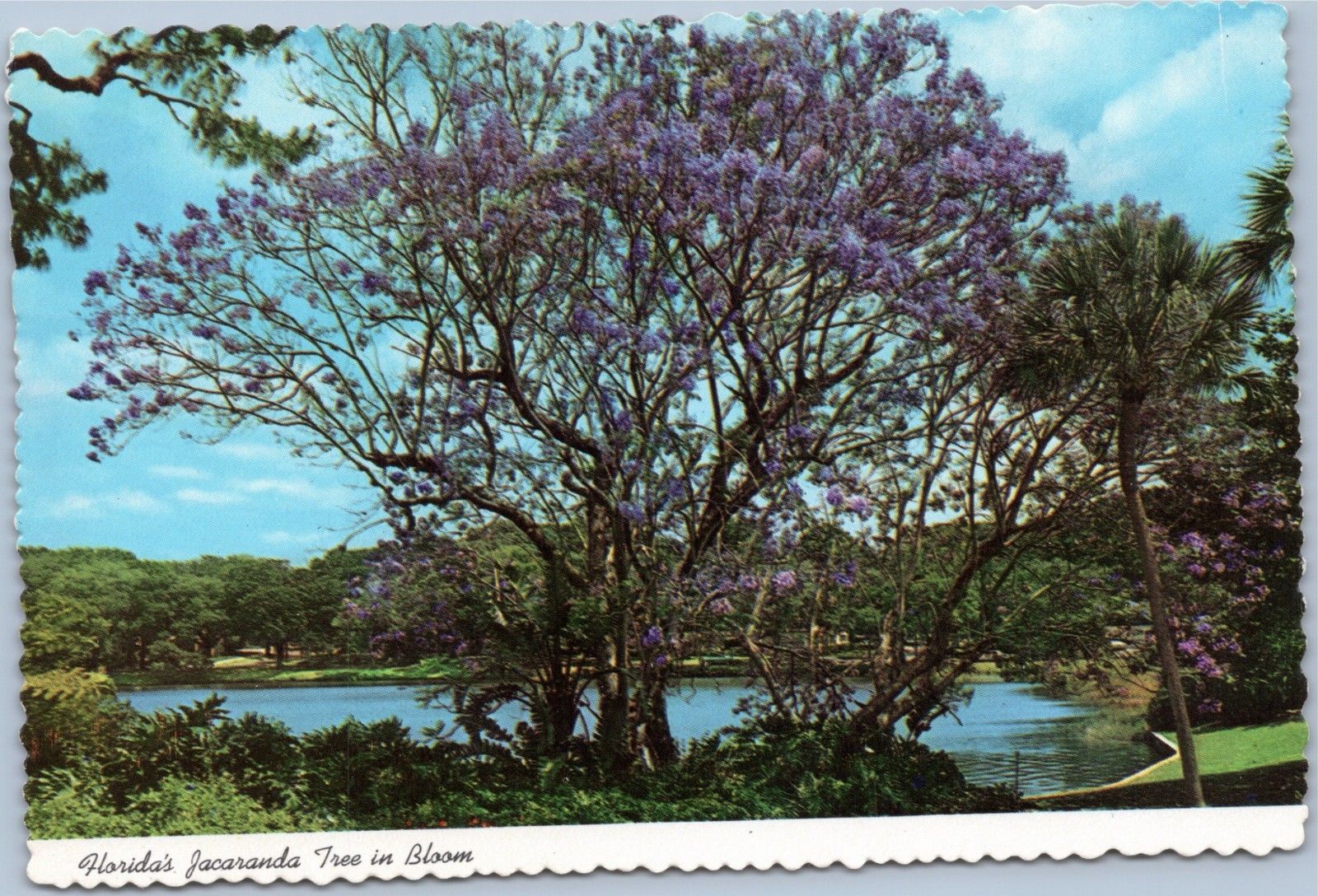 Florida's Jacaranda Tree in Bloom | United States - Florida - Other ...