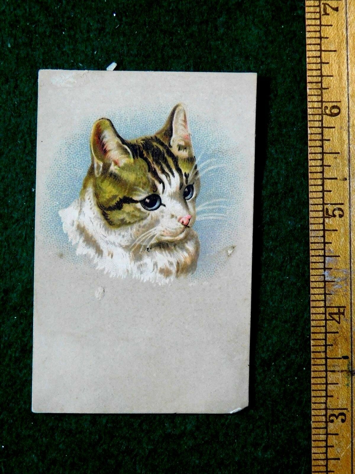 1870s-80s Lovely Brown & White Tabby Cat Kitten Adorable Victorian Card ...