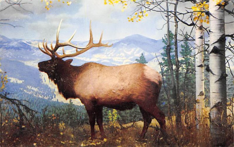 American Wapiti or Elk, Bull Elk Denver Museum Natural History ...