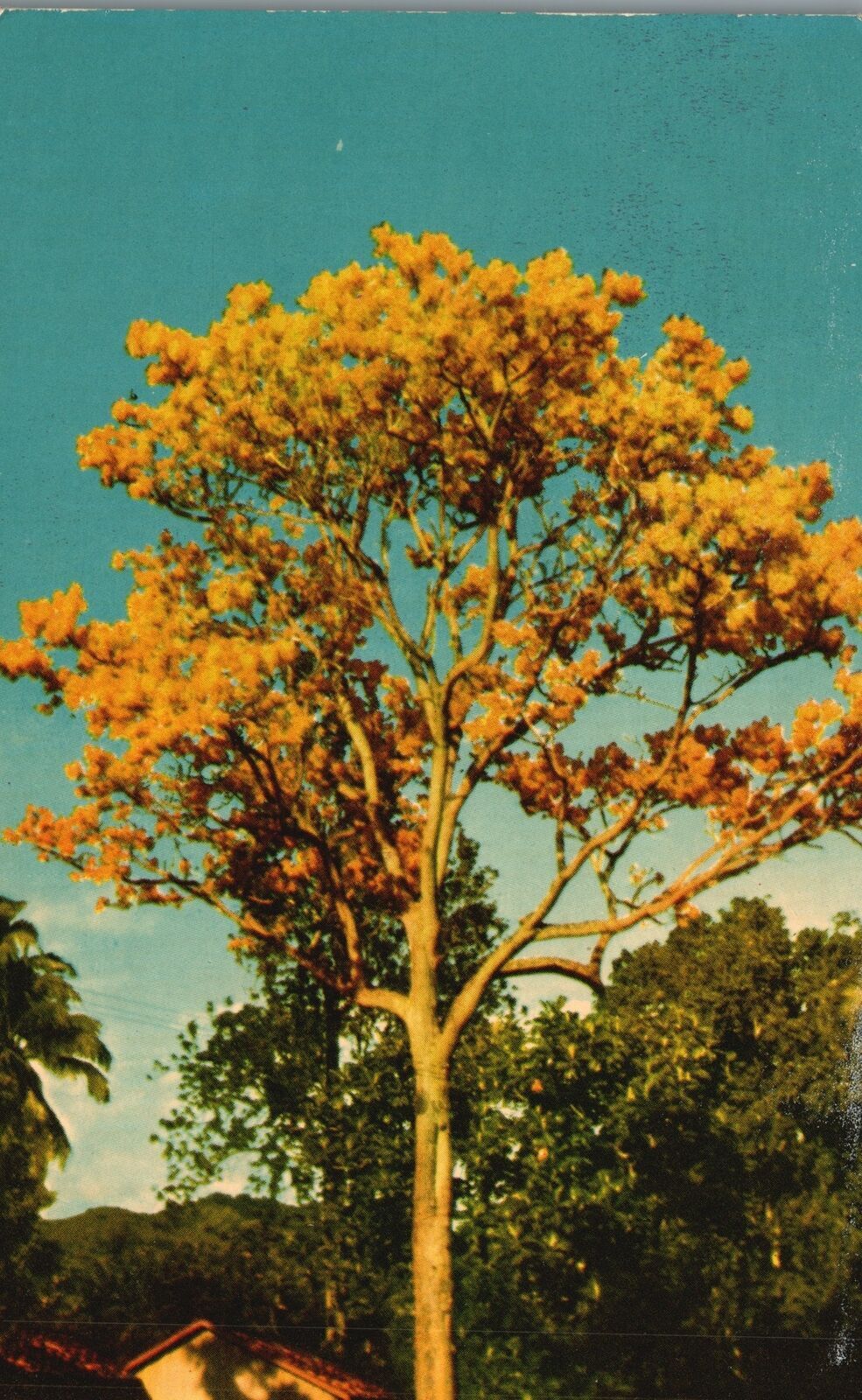 Vintage Postcard Gold Tree Rarest And Most Spectacular Trees In ...
