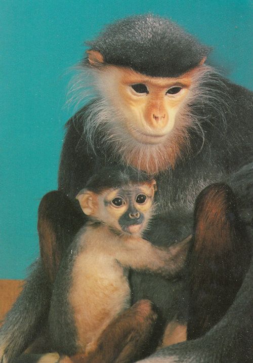 Kleideraffe Mit Jungtier Monkey Ape & Baby German Koln Zoo Postcard ...