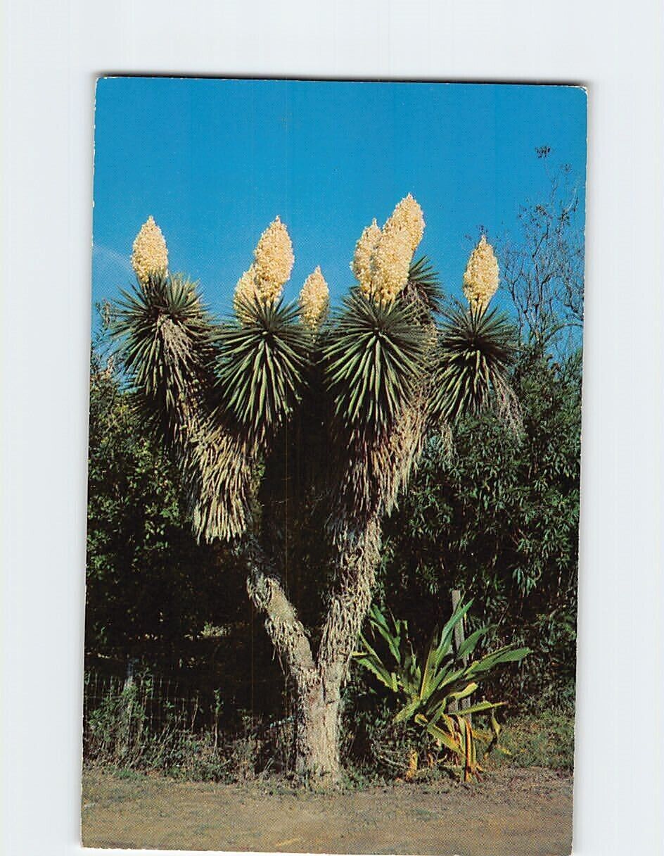 Postcard Spanish Dagger bloom in the Emerald Triangle of South Texas ...