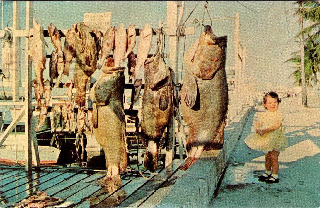 Key West, FL Florida GIANT JEW FISH~CHARTER BOAT DOCKS~LITTLE GIRL 1965 ...