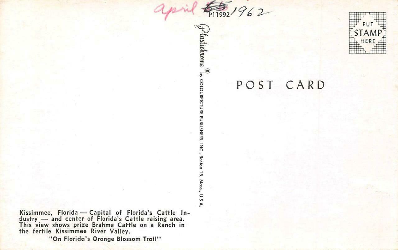 Kissimmee River Valley FL Brahma Cattle Ranch Cowboys c1960s Vintage ...