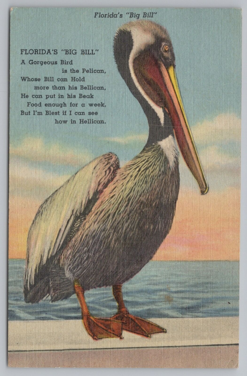 Animal~Gorgeous Bird Is Pelican Big Bill Poem~Vintage Postcard | Other ...