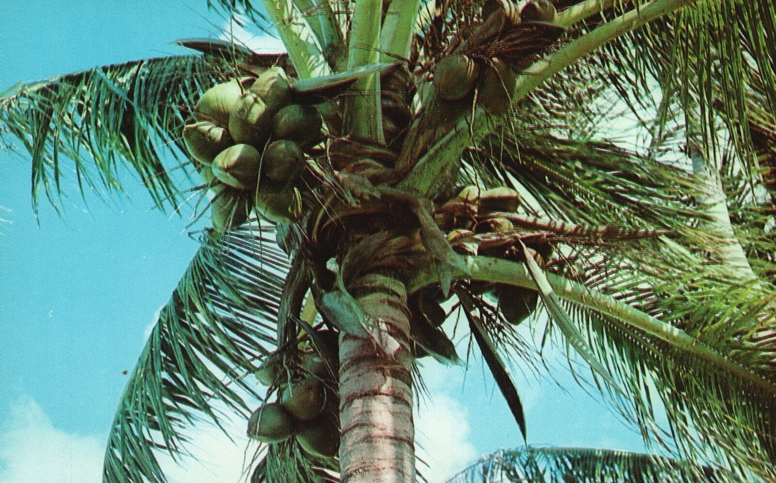 Vintage Postcard Coconut Growing on a Coconut Palm Tropical Vegetation ...
