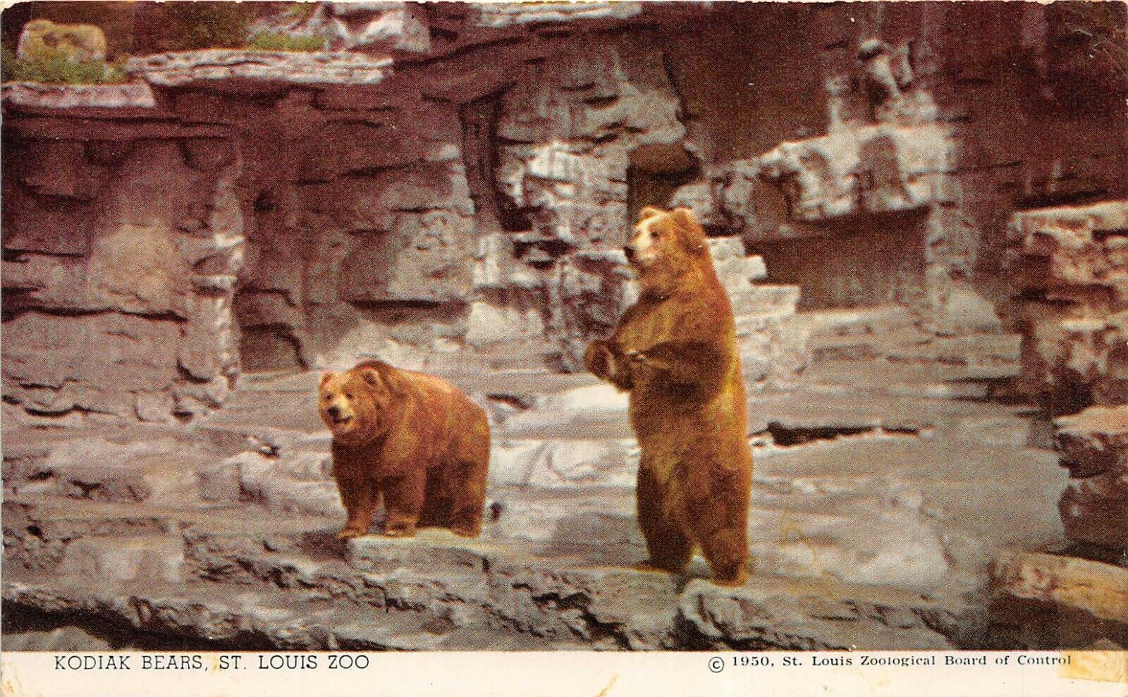 St. Louis Missouri 1950 Postcard Kodiak Bears At St. Louis Zoological ...