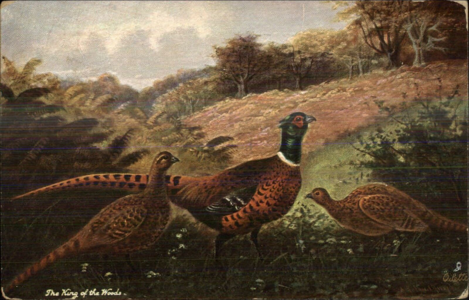 TUCK Oilette Birds Pheasants BRITISH GAME #6387 c1910 Postcard | Topics ...