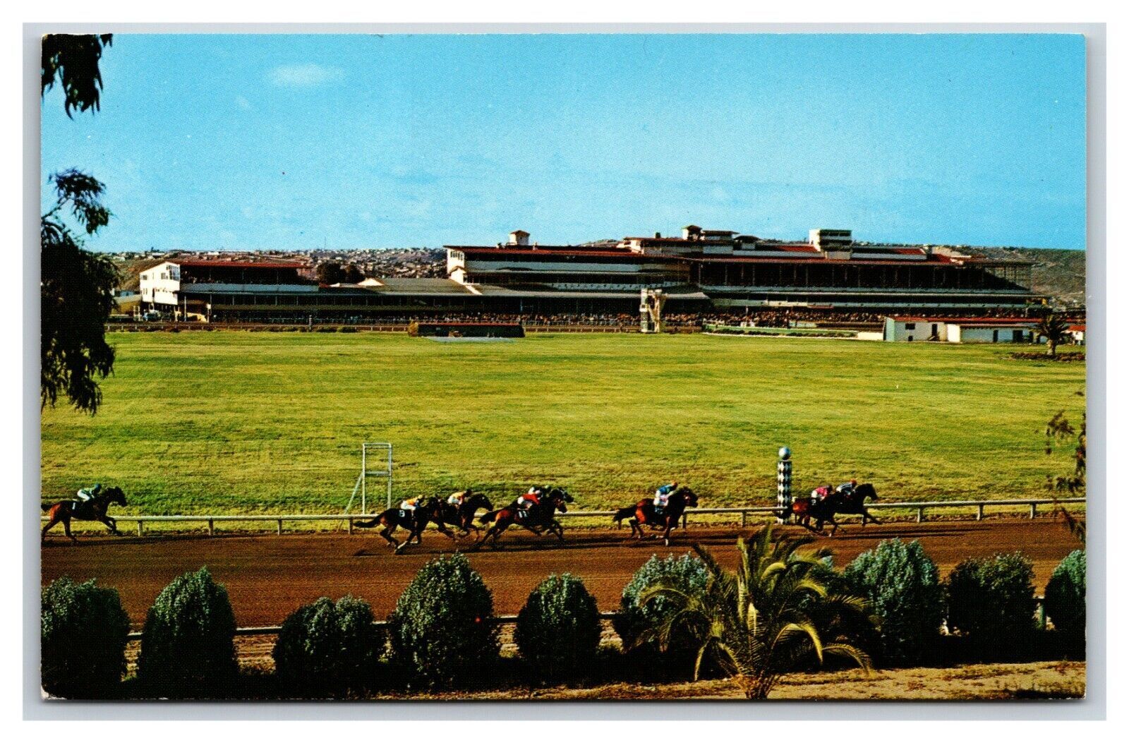 Horse Race Action Caliente Racetrack Tijuana Mexico UNP Chrome Postcard ...