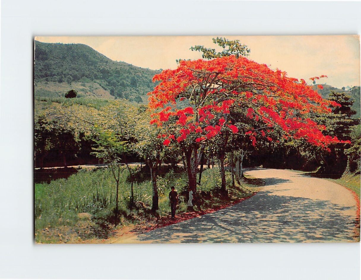 Postcard The "Flame Tree" or flamboyant in full bloom, Puerto Rico ...