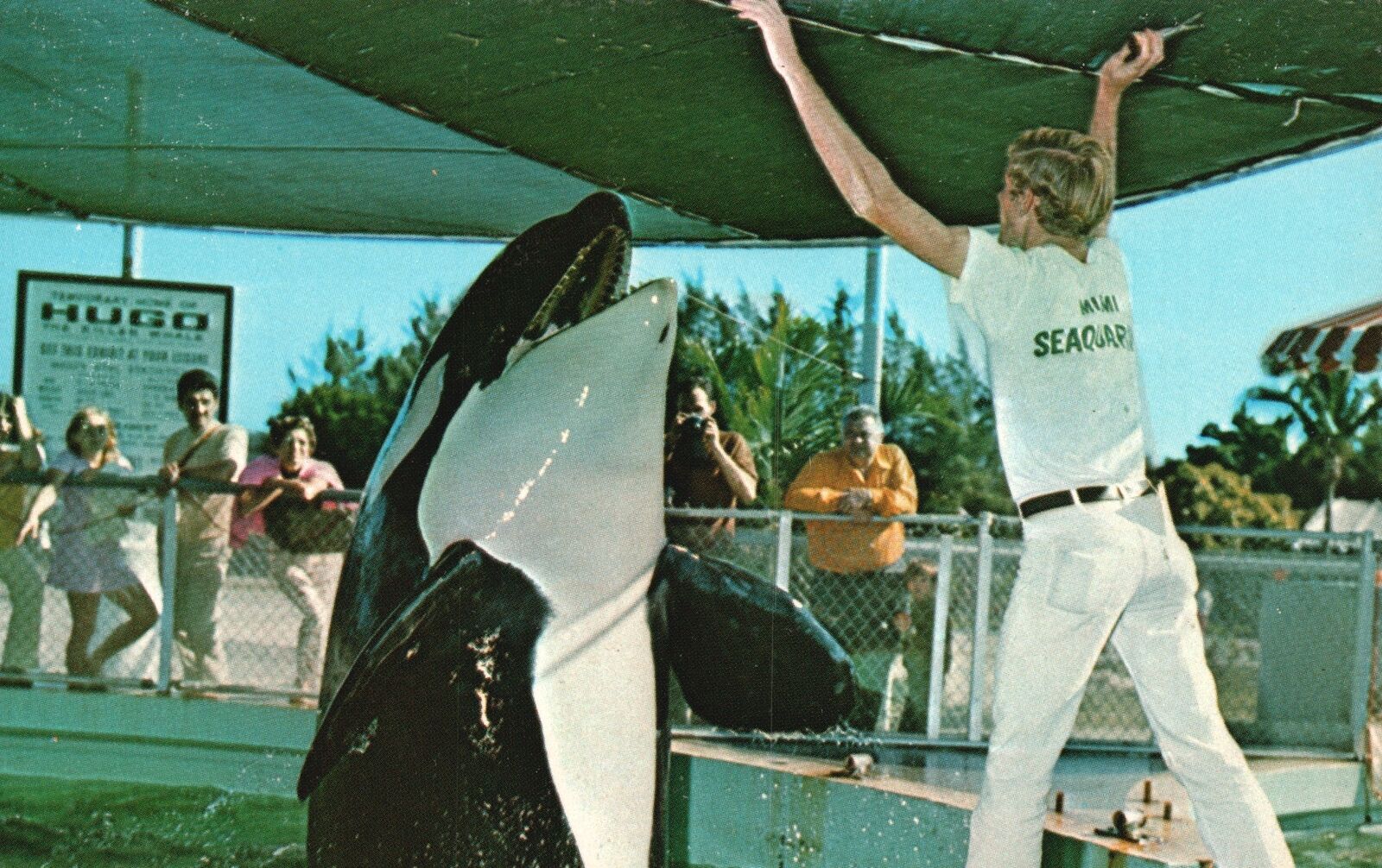 Vintage Postcard Famous Hugo Killer Whale Meal Performance Miami ...