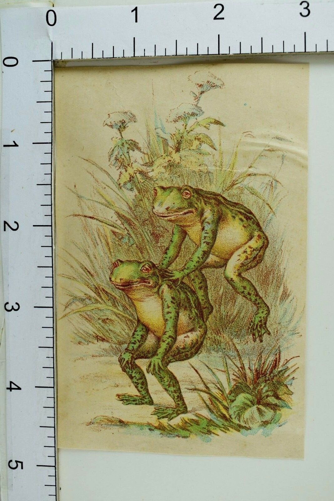 Victorian Trade Card Anthropomorphic Frogs Playing Leap-Frog Pond Scene ...