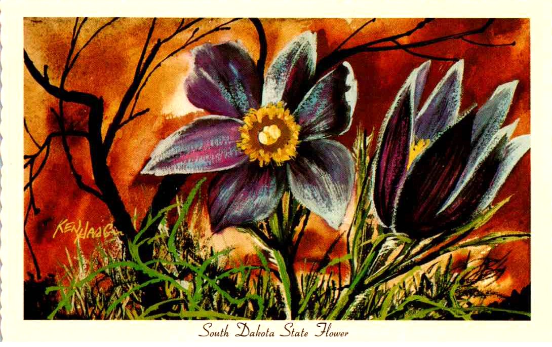 South Dakota State Flower - Pasque Flower - Growing in the Black Hills ...