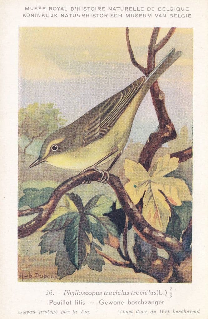 Willow Warbler Phylloscopus Trochilus WW2 Bird Rare Postcard | Topics ...