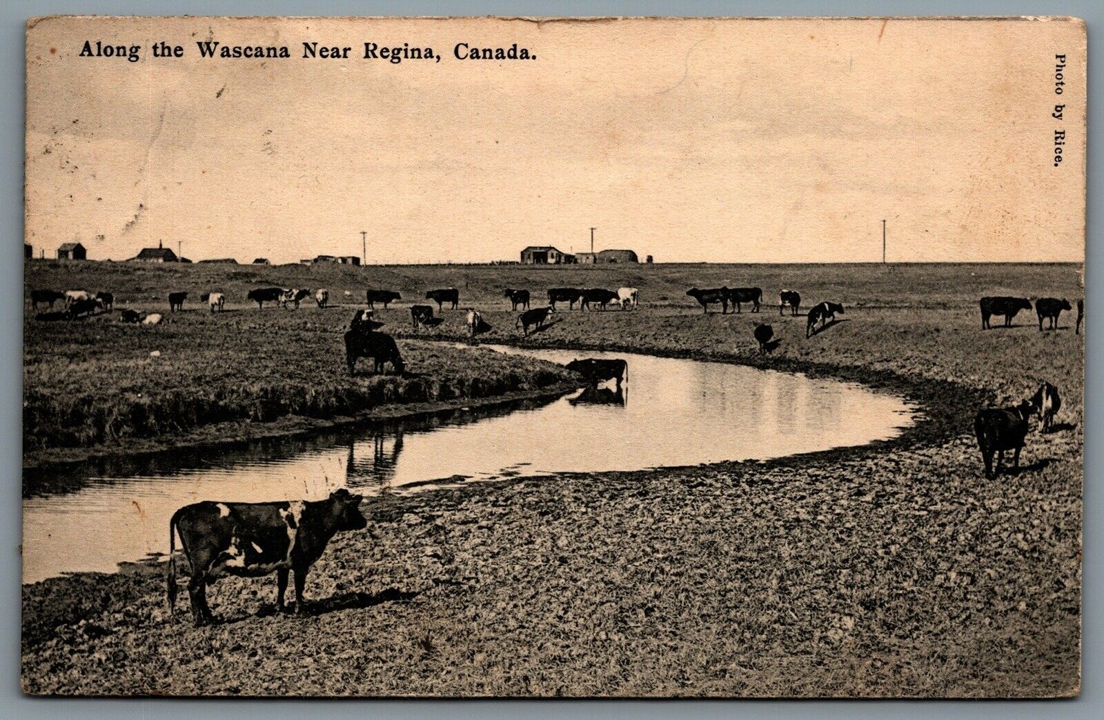 Postcard Regina Saskatchewan 1913 Along The Wascana Cows Field Farm ...