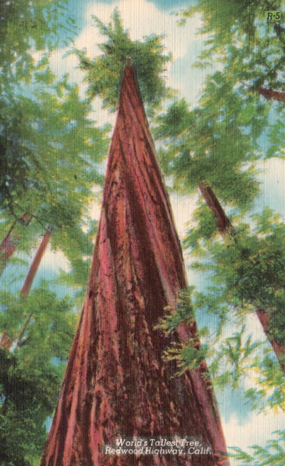 Postcard CA Redwood Highway Founders Tree Worlds Tallest Tree Vintage ...
