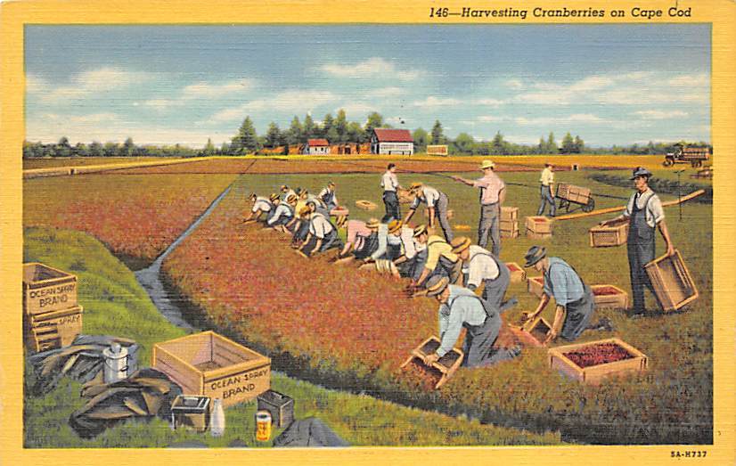 Harvesting Berries on Cape Cod Cape Cod, Mass., USA Cranberry Unused ...