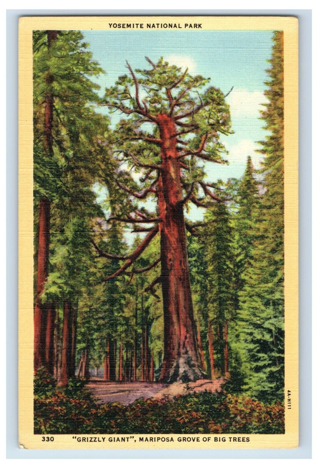 Vintage Yosemite National Park Mariposa Grove Of Big Trees Postcard ...