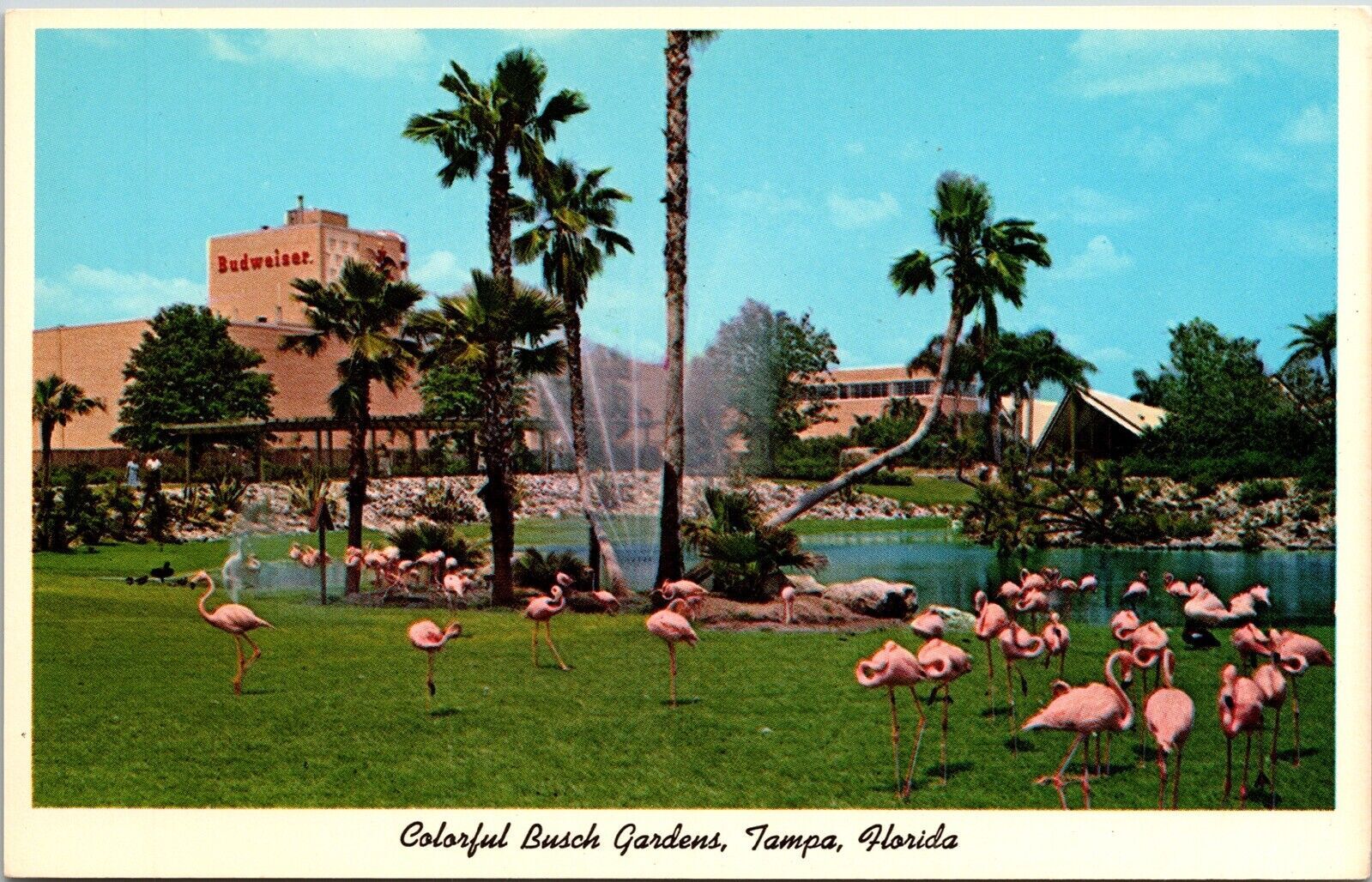 Colorful Busch Gardens Tampa Florida FL Flamingos Palm Trees Postcard ...