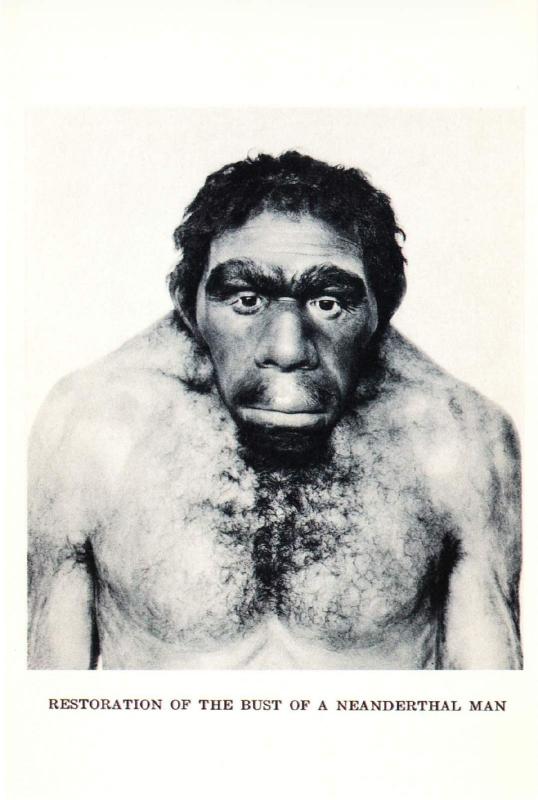 Neanderthal Man Model Paleoanthropology Modern Postcard | Topics ...