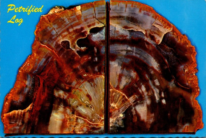 Arizona Book Ends Of Partial Cross Section Of Petrified Araucaria Pine ...