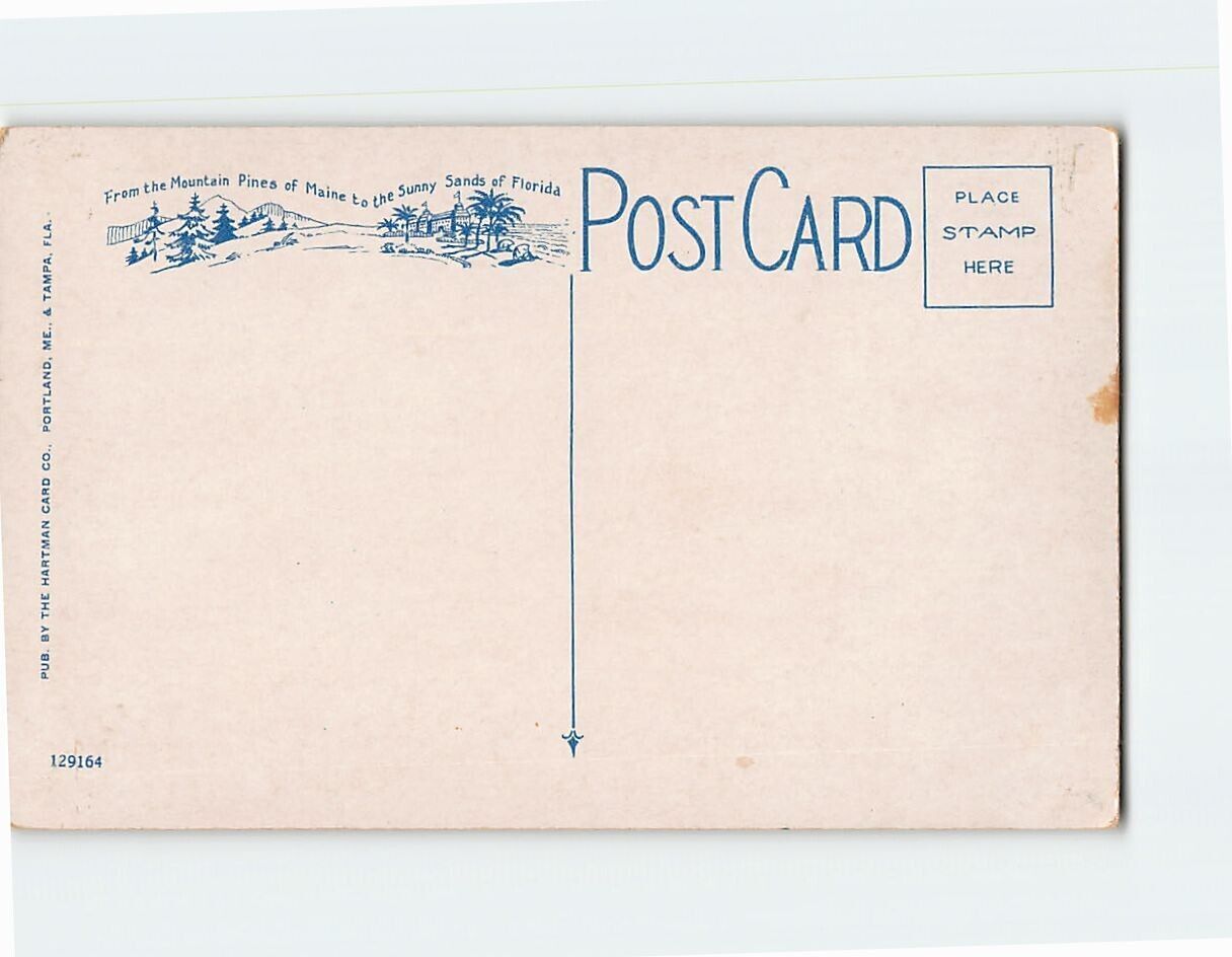 Postcard Oleander Tree With Its Beautiful Blossoms In The Sunshine ...