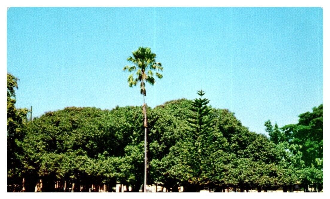 Oldest Banyan Tree on the Islands Lahaina Maui Hawaii Postcard | United ...