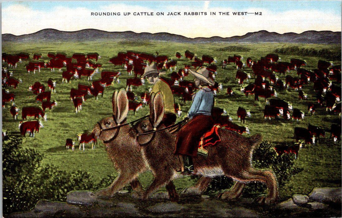Humour Rounding Up Cattle On Jack Rabbits In The West | Topics - Humour ...